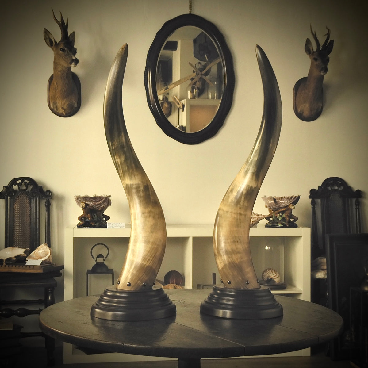 A Fine and Impressive Pair of Highland Cattle Horns – Austyn Fine ...