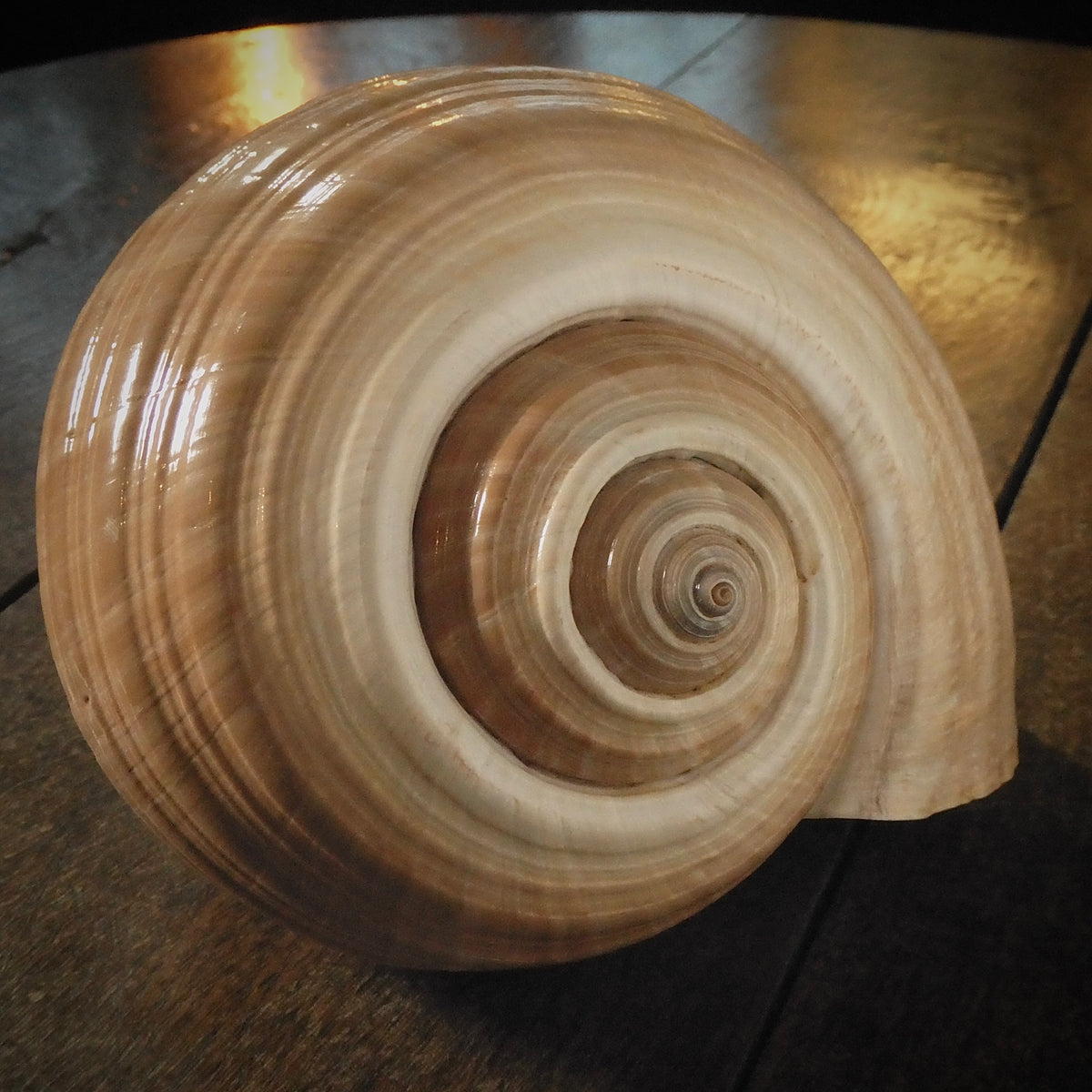 A Giant Tun Shell (Tonna galea) – Austyn Fine Strange & Remarkable Objects